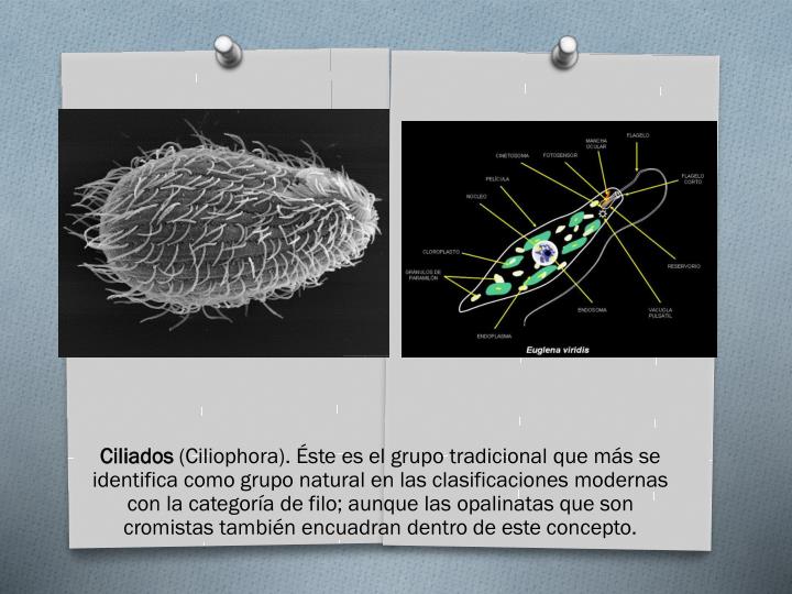 PPT - LOS PROTOZOOS PowerPoint Presentation - ID:3028115