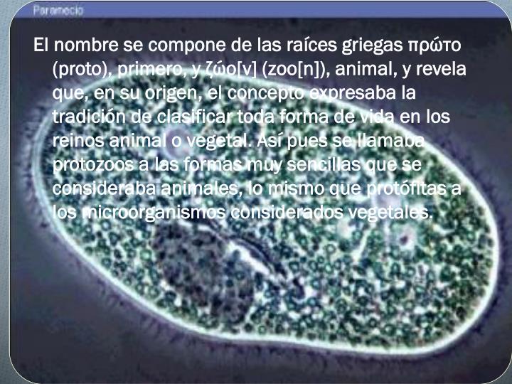PPT - LOS PROTOZOOS PowerPoint Presentation - ID:3028115