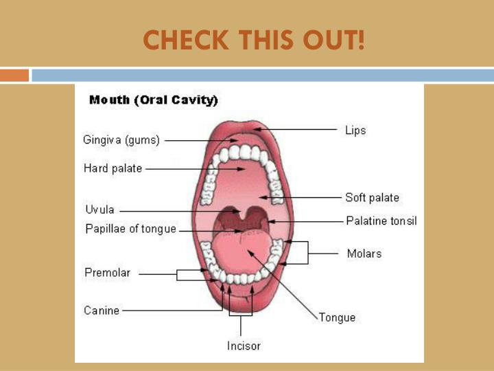 PPT - SPEECH ORGANS & ARTICULATION PowerPoint Presentation - ID:3028381
