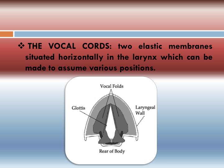 PPT - SPEECH ORGANS & ARTICULATION PowerPoint Presentation - ID:3028381