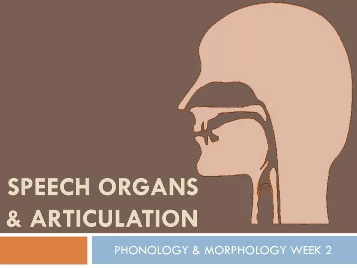 PPT - SPEECH ORGANS & ARTICULATION PowerPoint Presentation, free ...