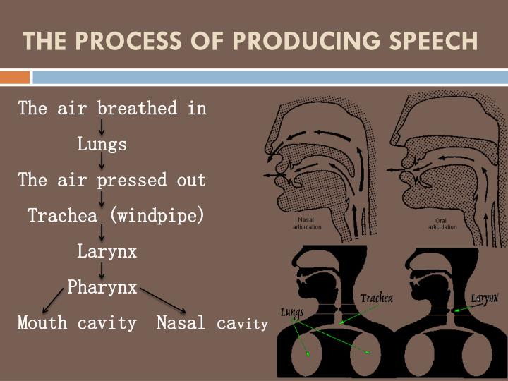 PPT - SPEECH ORGANS & ARTICULATION PowerPoint Presentation - ID:3028381