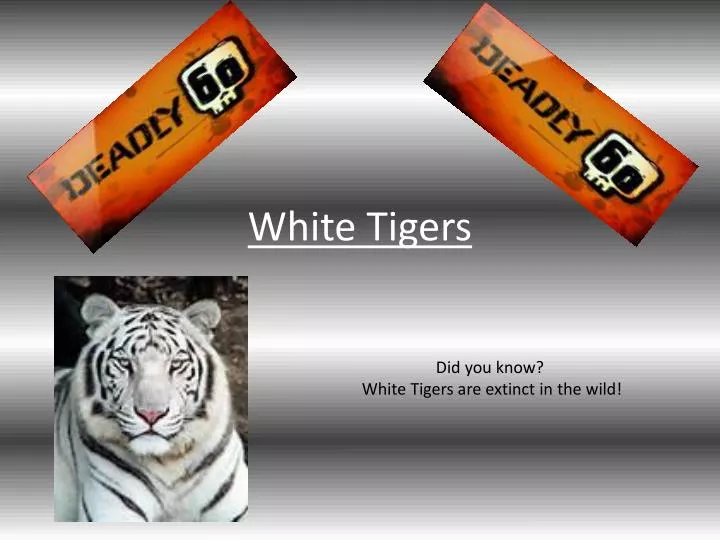 PPT - White Tigers PowerPoint Presentation, free download - ID:3028691