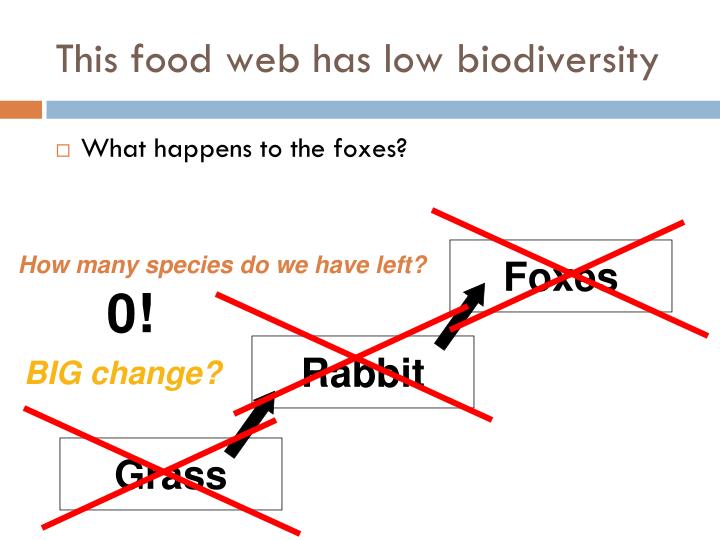 PPT - Biodiversity and Ecosystem Stability PowerPoint Presentation - ID ...