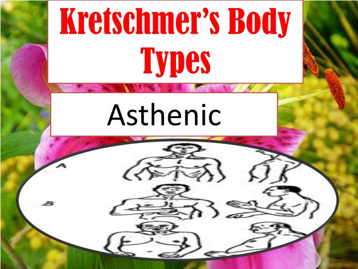 PPT - BODY TYPES PowerPoint Presentation - ID:3029284