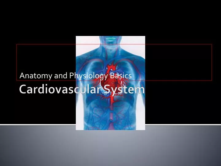 PPT - Cardiovascular System PowerPoint Presentation, free download - ID ...