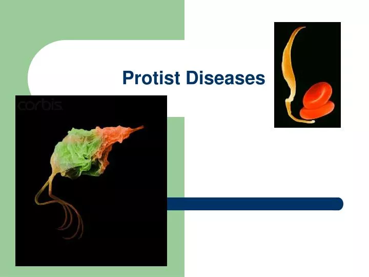 PPT - Protist Diseases PowerPoint Presentation, free download - ID:3029353