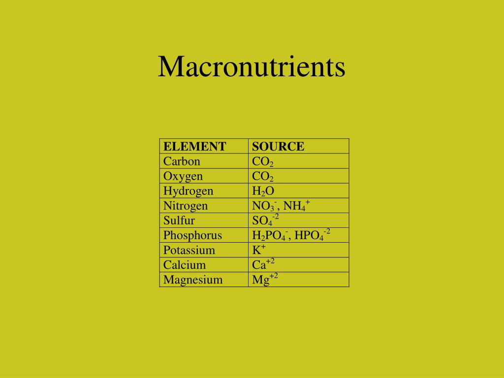 PPT - Transport in Plants and Plant Nutrition PowerPoint Presentation ...