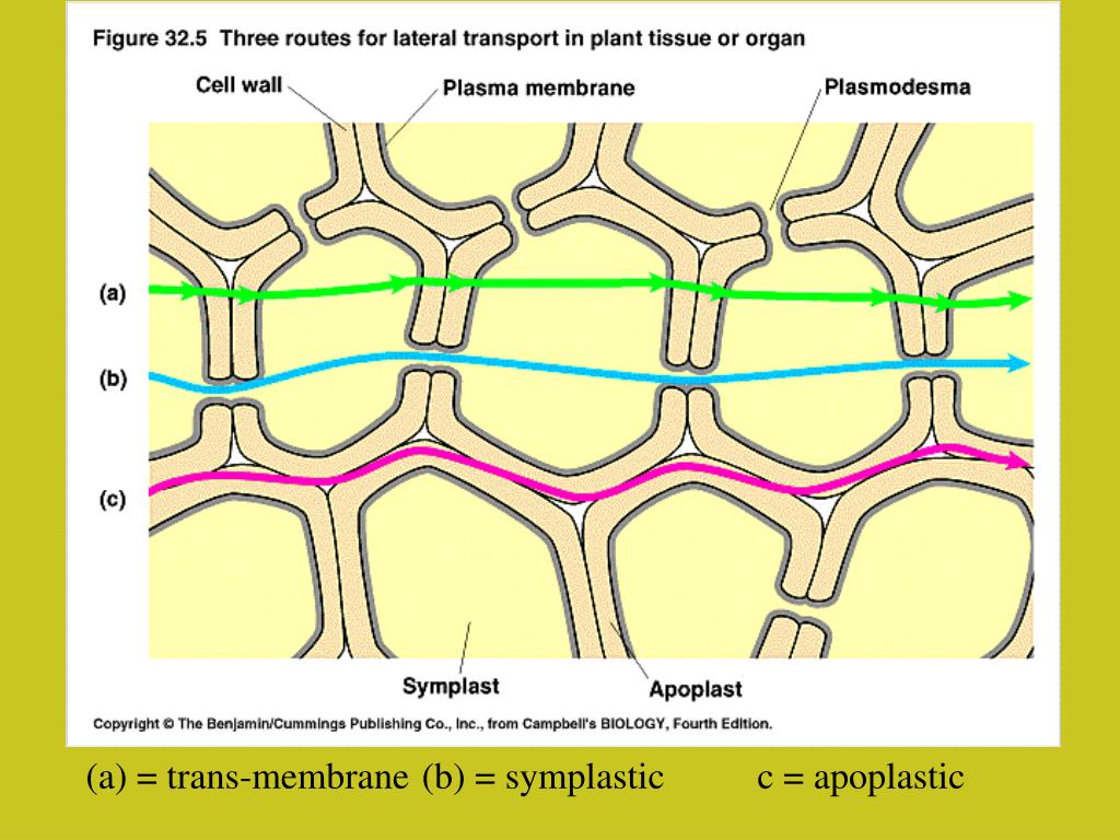 PPT - Transport in Plants and Plant Nutrition PowerPoint Presentation ...