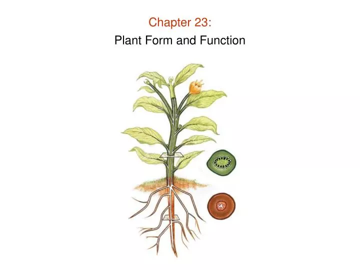 PPT - Chapter 23: Plant Form and Function PowerPoint Presentation, free ...