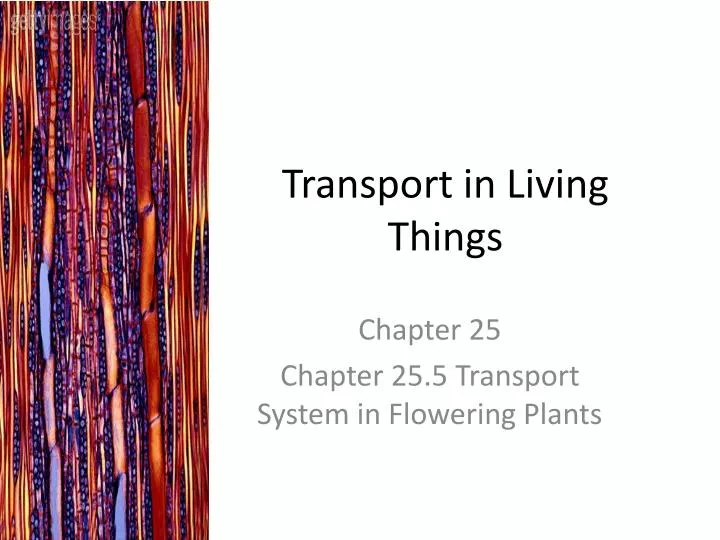 PPT - Transport in Living Things PowerPoint Presentation, free download ...