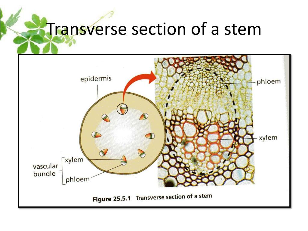PPT - Transport in Living Things PowerPoint Presentation, free download ...