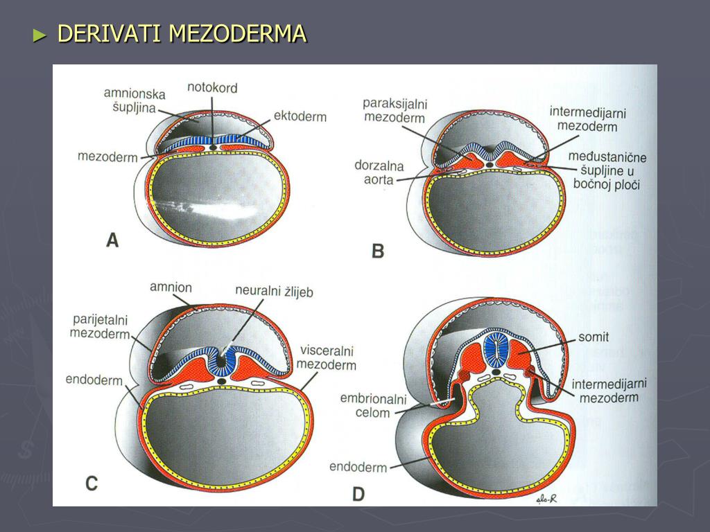 PPT - TREĆI TJEDAN RAZVOJA Gastrulacija PowerPoint Presentation, free ...