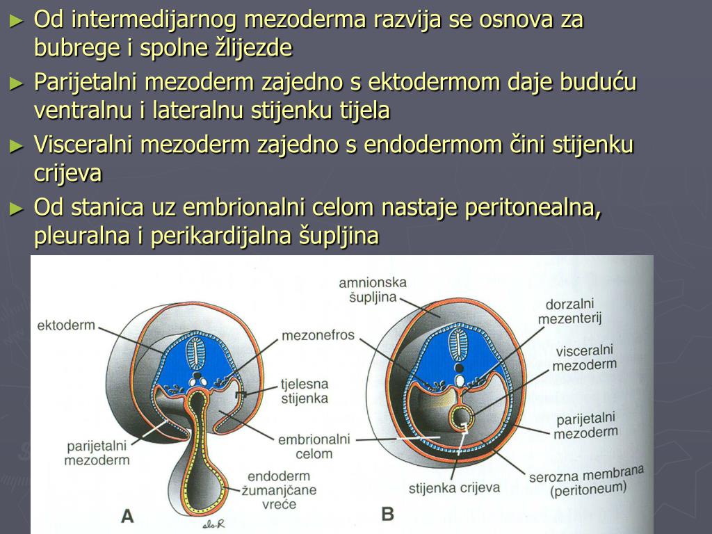 PPT - TREĆI TJEDAN RAZVOJA Gastrulacija PowerPoint Presentation, free ...