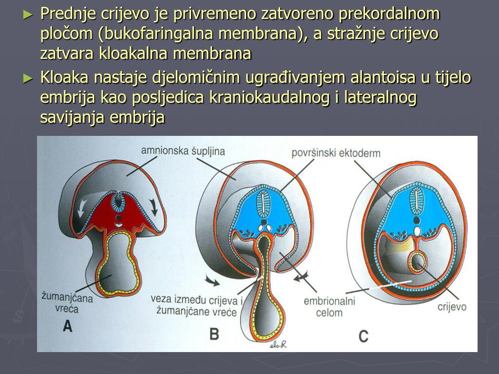 PPT - TREĆI TJEDAN RAZVOJA Gastrulacija PowerPoint Presentation, free ...