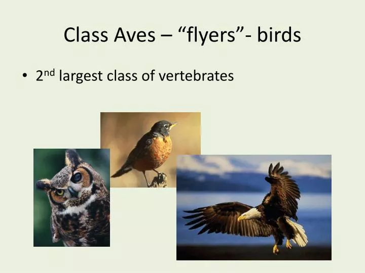 Ppt Class Aves Flyers” Birds Powerpoint Presentation Free Download Id3030342