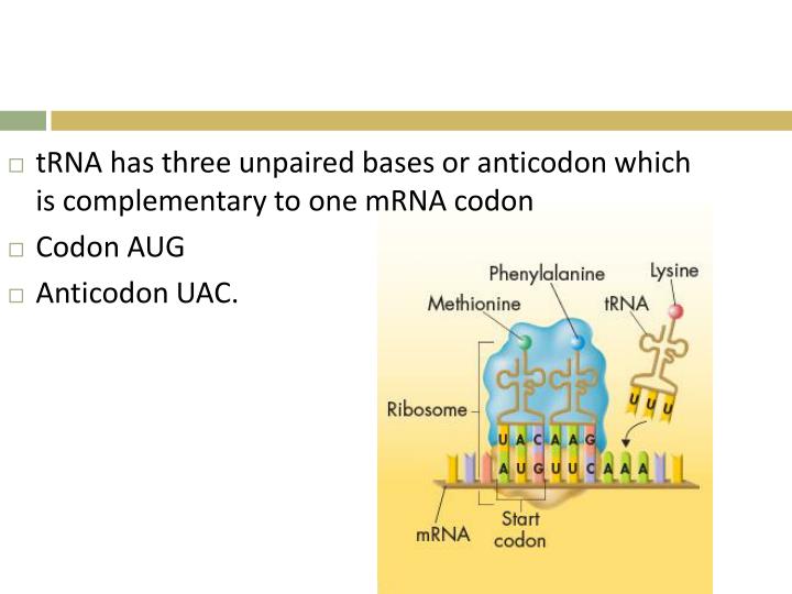 PPT - 1 Review How does a cell interpret the genetic code Explain What ...