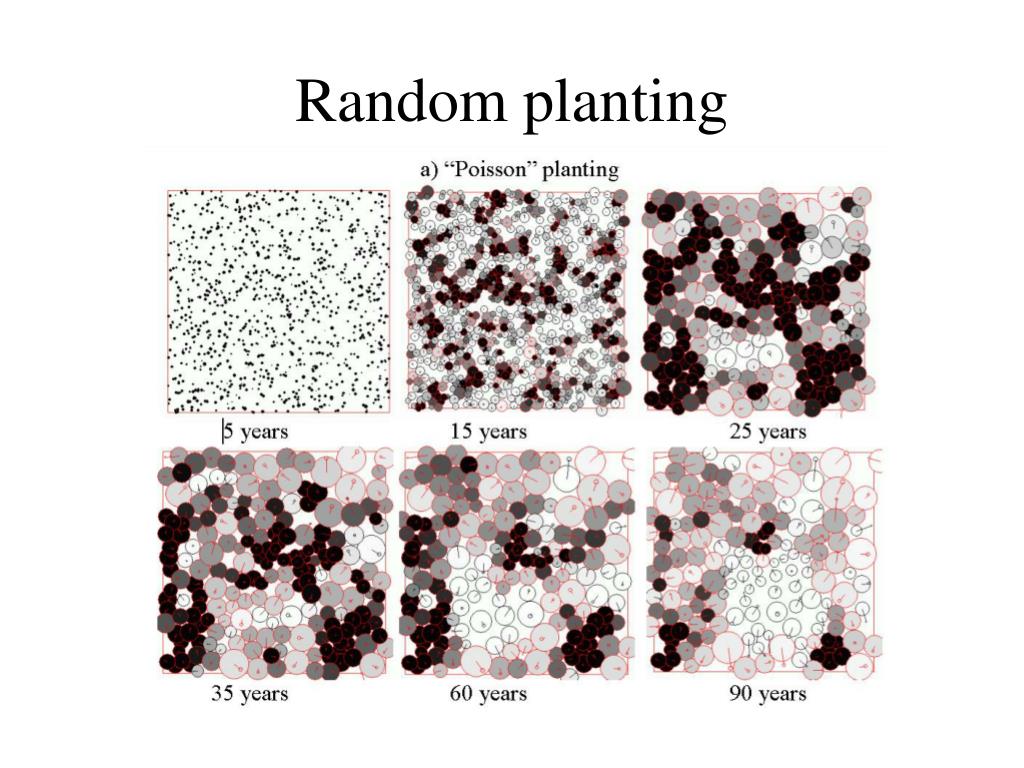 PPT - Doubling wood harvest with tree group planting PowerPoint ...