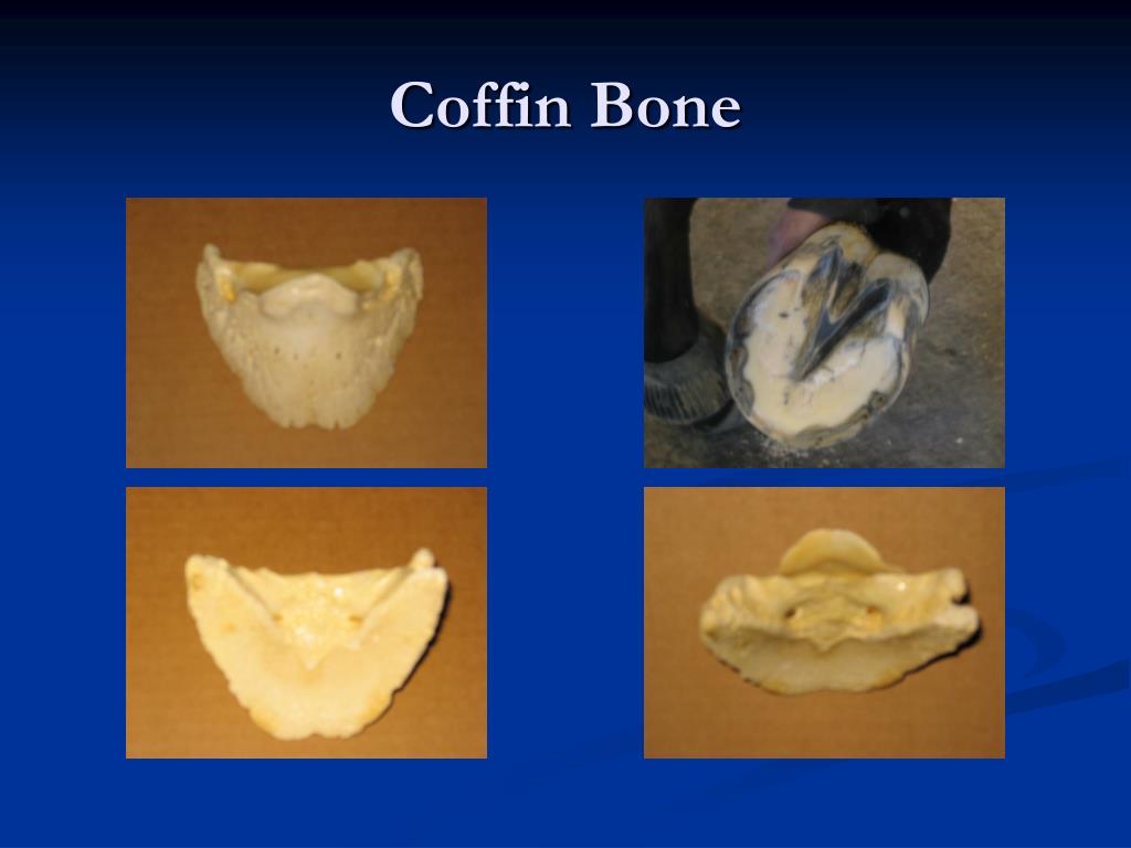 PPT - The Anatomy of the Horse and Horse Shoeing PowerPoint ...