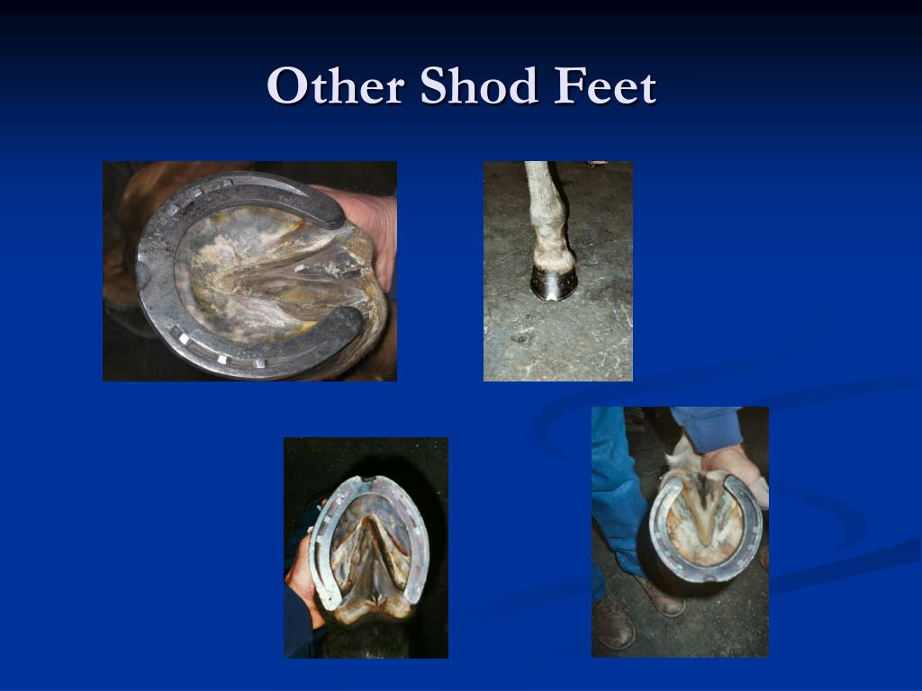 PPT - The Anatomy of the Horse and Horse Shoeing PowerPoint ...