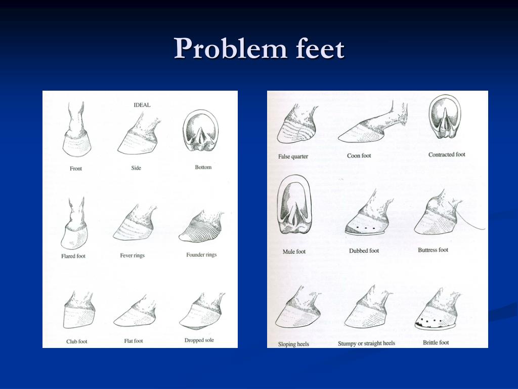 PPT - The Anatomy of the Horse and Horse Shoeing PowerPoint ...