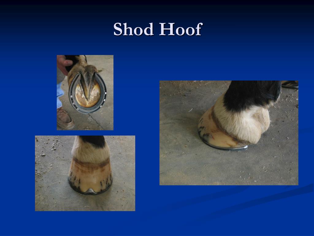 PPT - The Anatomy of the Horse and Horse Shoeing PowerPoint ...
