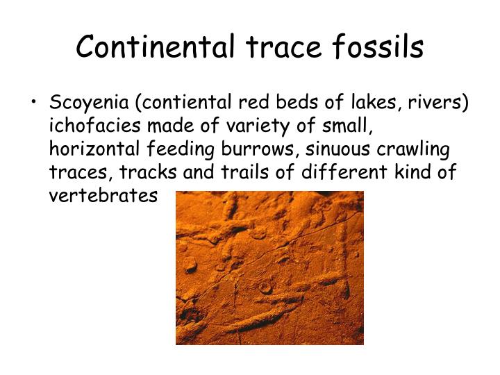 PPT - Ichnofossils – Trace fossils PowerPoint Presentation - ID:3031694