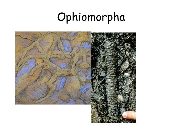PPT - Ichnofossils – Trace fossils PowerPoint Presentation - ID:3031694