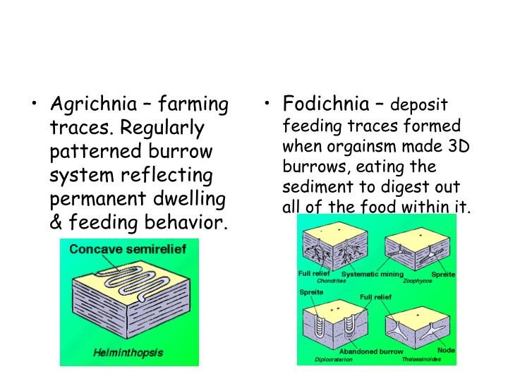 PPT - Ichnofossils – Trace fossils PowerPoint Presentation - ID:3031694