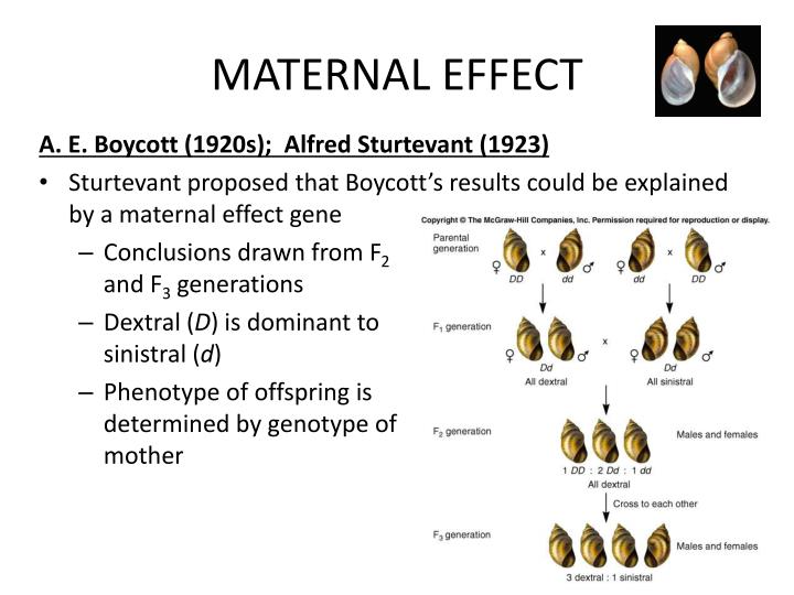 PPT - Non- Mendelian inheritance PowerPoint Presentation - ID:3031881