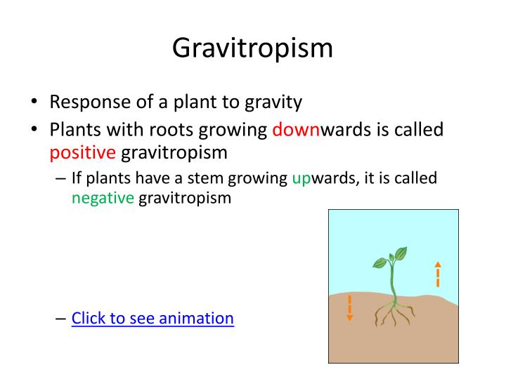 PPT - Plant Responses: Part 1 PowerPoint Presentation - ID:3032109