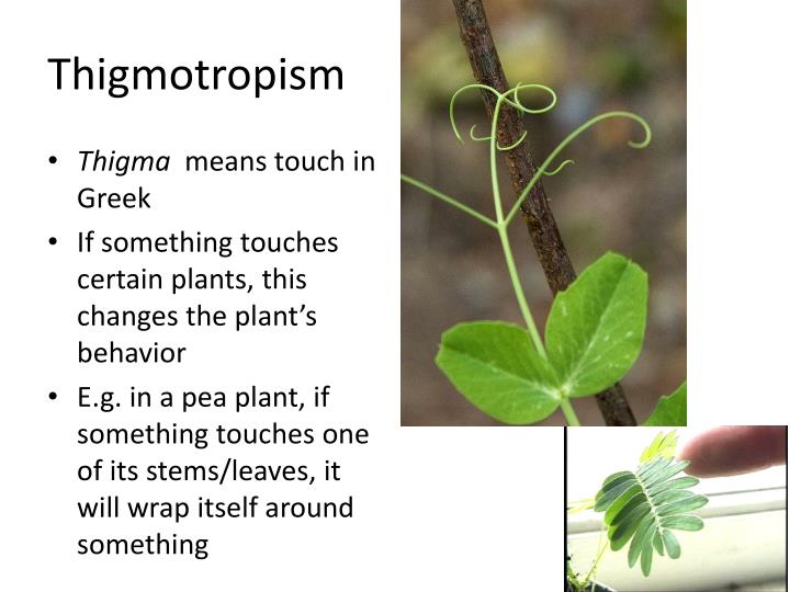 PPT - Plant Responses: Part 1 PowerPoint Presentation - ID:3032109