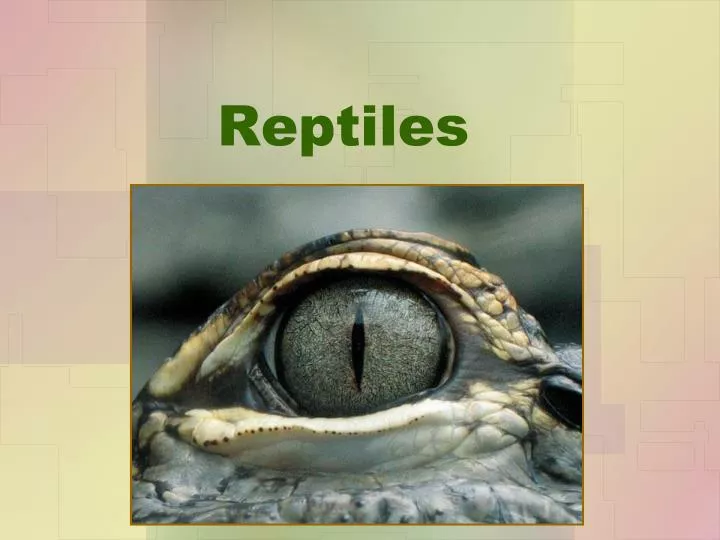 PPT - Reptiles PowerPoint Presentation, free download - ID:3032365