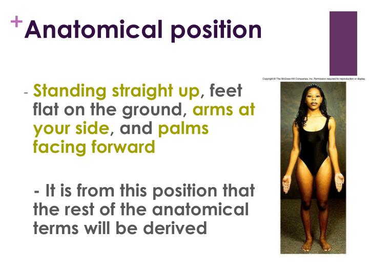 PPT - Anatomical Terms PowerPoint Presentation - ID:3032560