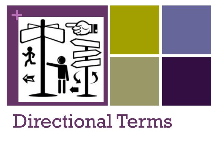 PPT - Anatomical Terms PowerPoint Presentation - ID:3032560