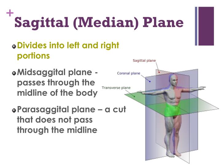PPT - Anatomical Terms PowerPoint Presentation - ID:3032560