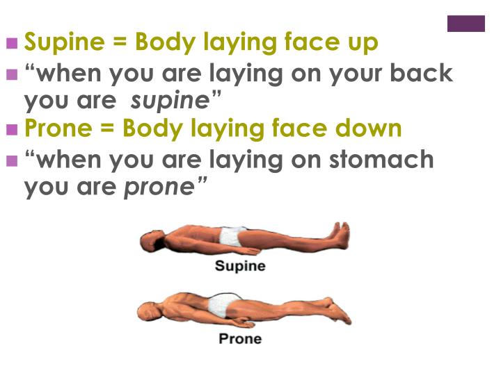 PPT - Anatomical Terms PowerPoint Presentation - ID:3032560