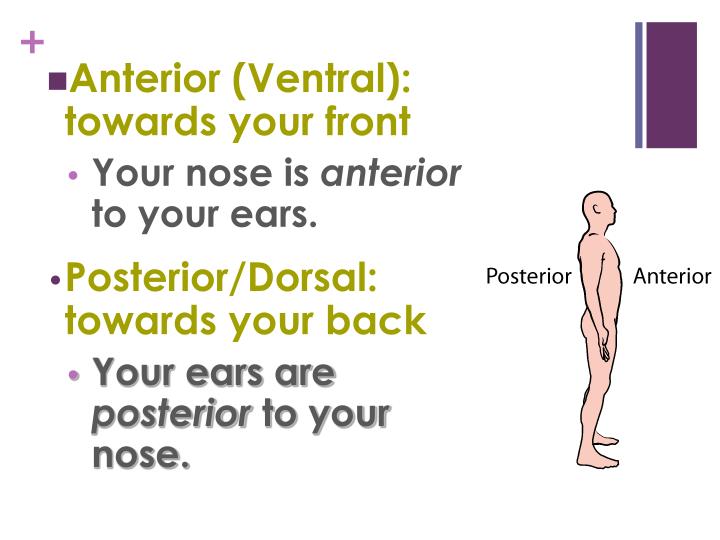 PPT - Anatomical Terms PowerPoint Presentation - ID:3032560