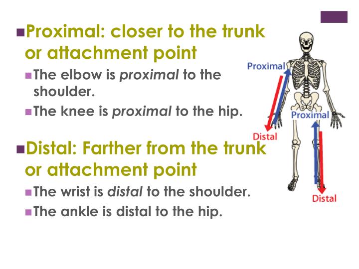 PPT - Anatomical Terms PowerPoint Presentation - ID:3032560
