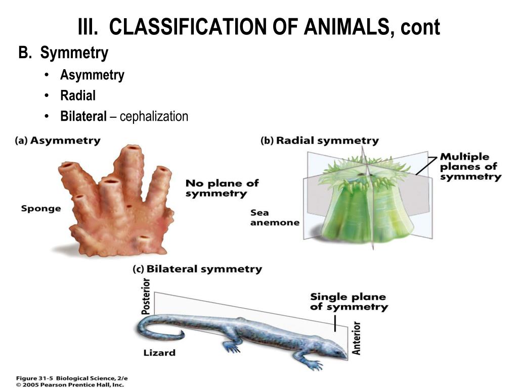 PPT - I. ORIGINS OF KINGDOM ANIMALIA PowerPoint Presentation, free ...