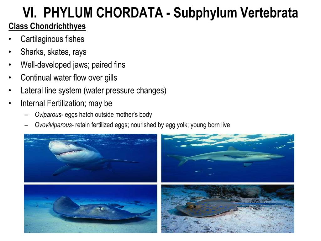 PPT - I. ORIGINS OF KINGDOM ANIMALIA PowerPoint Presentation, free download - ID:3032601