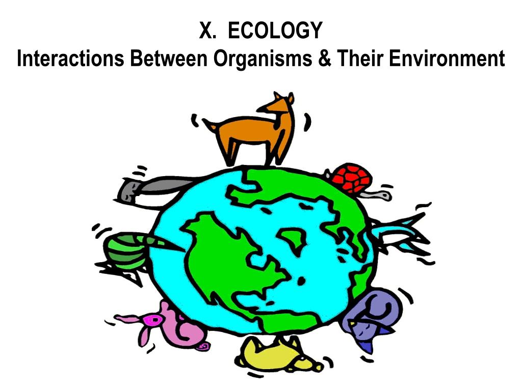 PPT - I. ORIGINS OF KINGDOM ANIMALIA PowerPoint Presentation, free ...