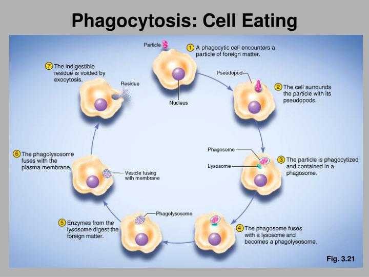 PPT - Facilitated Diffusion PowerPoint Presentation - ID:3032803