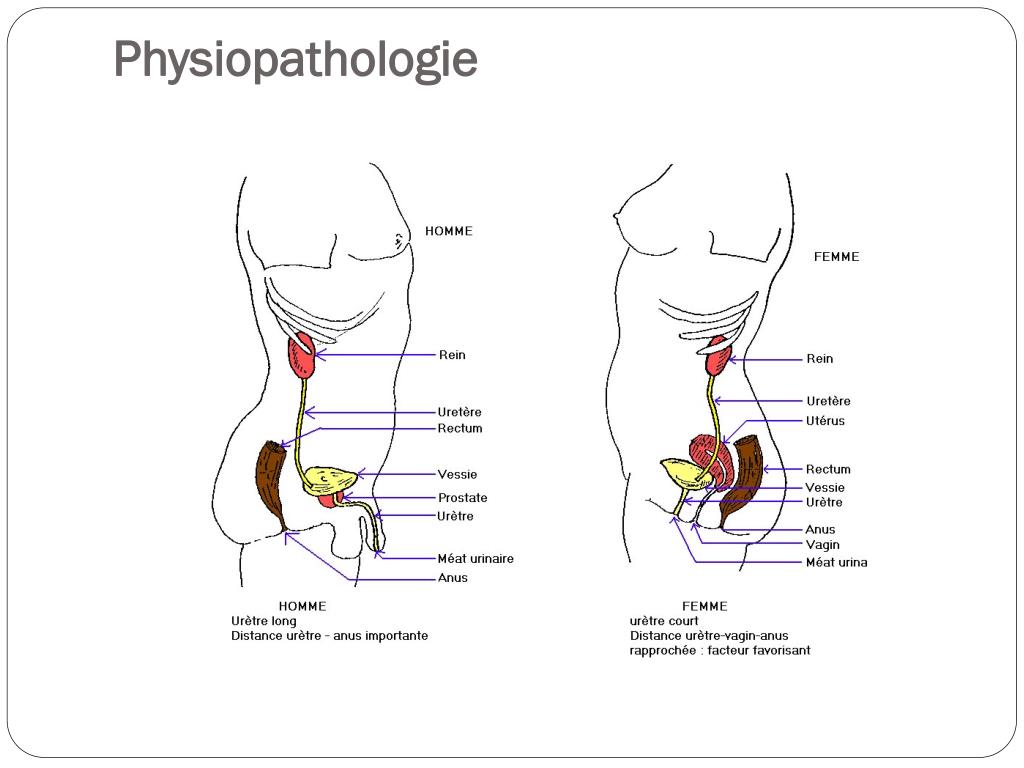 Ppt Les Infections Urinaires Powerpoint Presentation Free Download