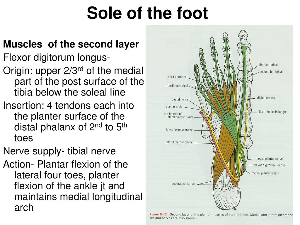 Ppt Sole Of The Foot Powerpoint Presentation Free Download Id 3033559