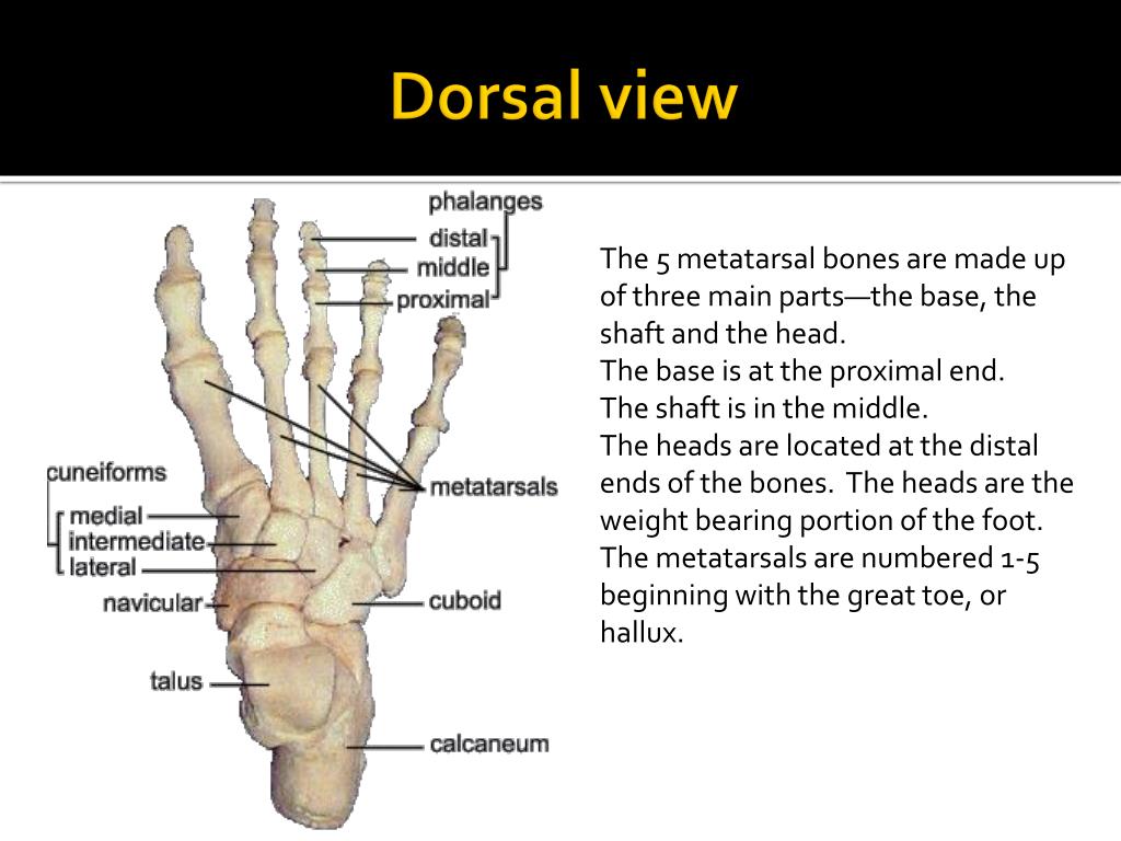 Ppt Anatomy Of The Foot Powerpoint Presentation Free Download Id