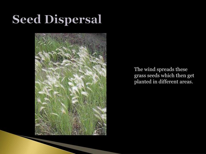 PPT - Ecology Project PowerPoint Presentation - ID:3034142