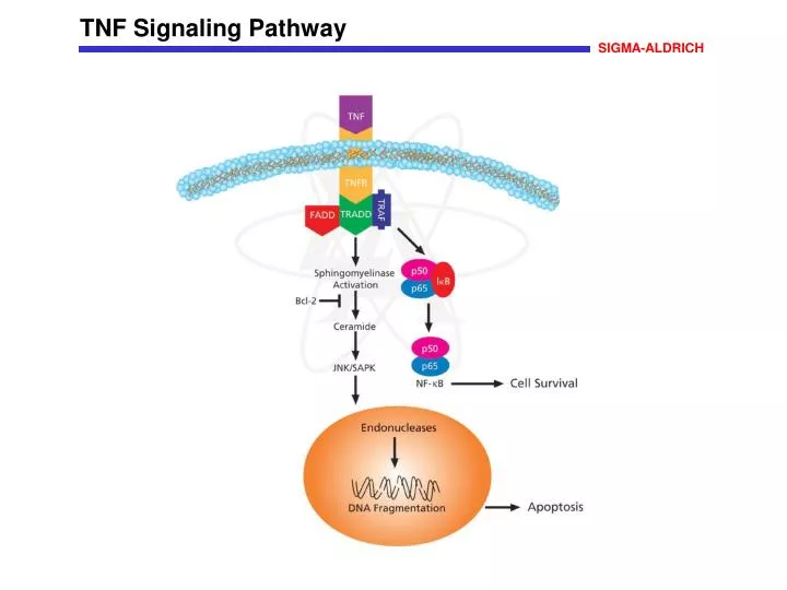 PPT - TNF Signaling Pathway PowerPoint Presentation, free download - ID ...