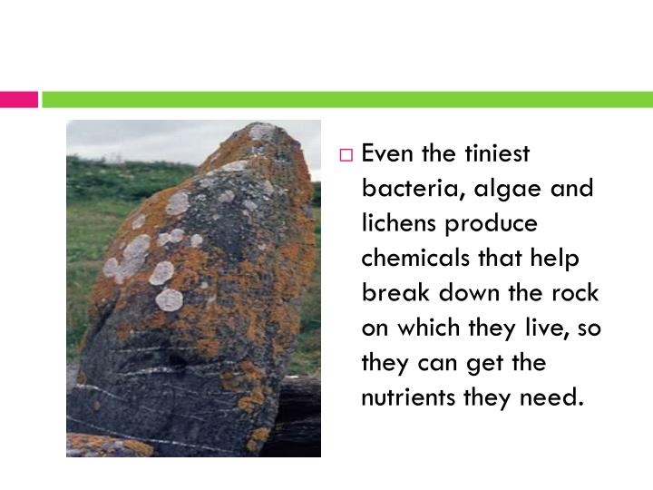 PPT - Biological Weathering PowerPoint Presentation - ID:3034789