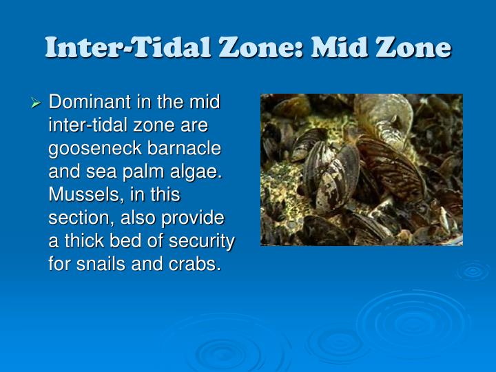 PPT - The Inter-Tidal Zone PowerPoint Presentation - ID:3035472